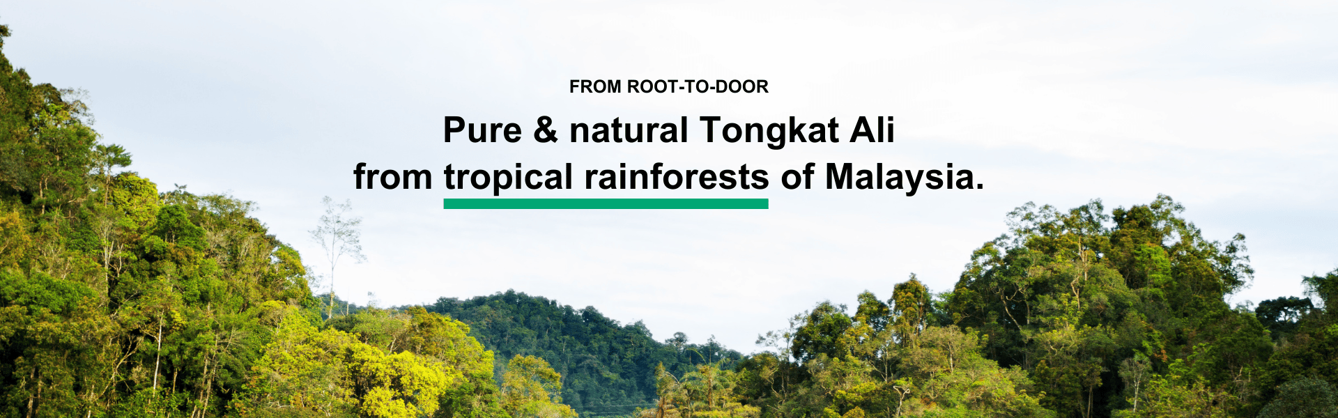 Premium Tongkat Ali Products – Tongkat Ali Australia